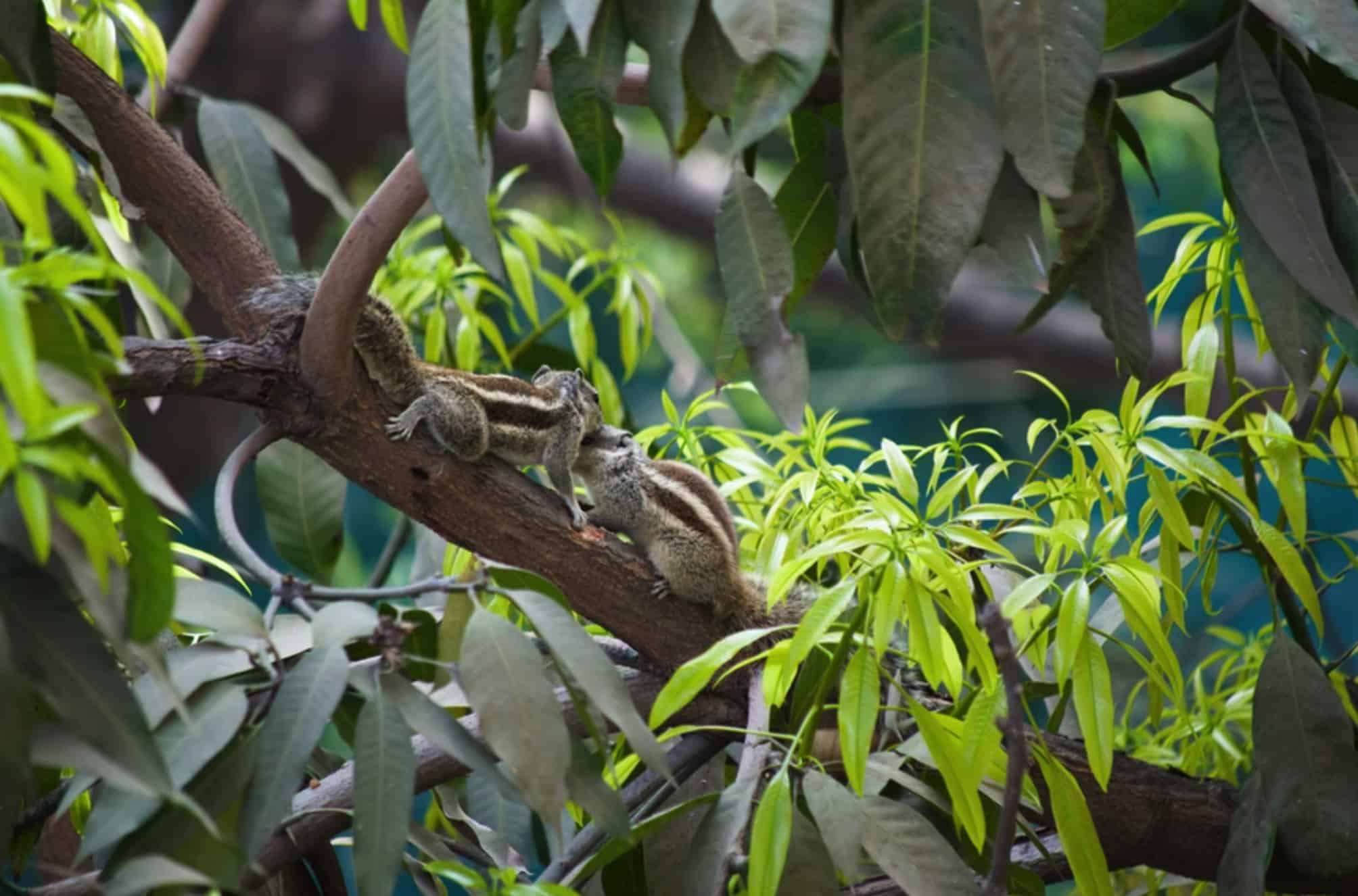 how to make a snare trap for squirrels - Bugout Bill