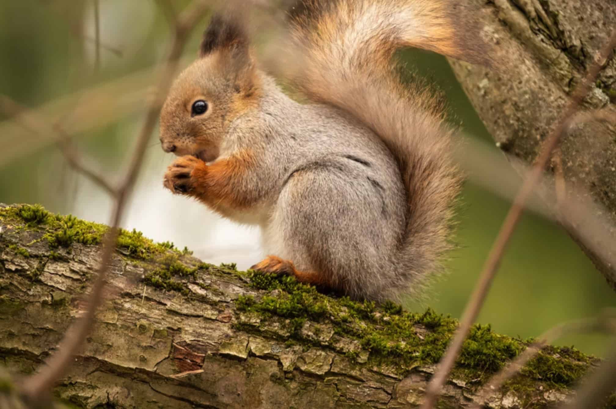 how to make a snare trap for squirrels - Bugout Bill